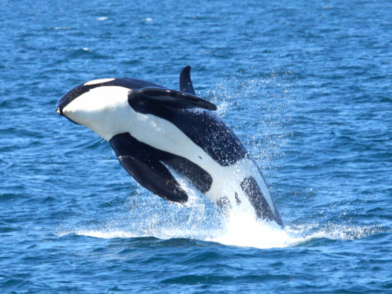 Menashi District - Hokkaido A4JP Travel Guide