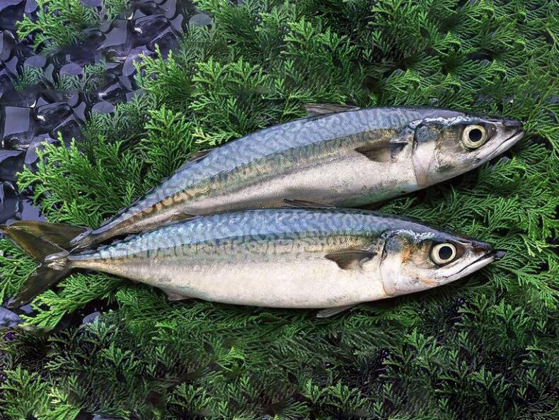 Mackerel - Saba - 鯖 - Hokkaido A4JP Travel Guide