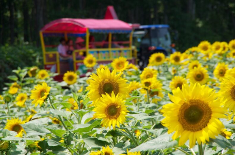 Hokuryu Sunflower Festival - Hokkaido A4JP Travel Guide